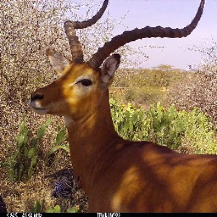 InnerView - Opportunity - Prickly Pear Project Kenya | Citizen Science